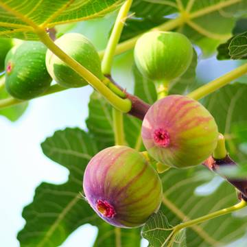 Fig Trees and Fig Wasps - Happy Home