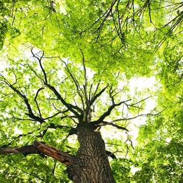 How Trees Beat the Heat - Happy Home